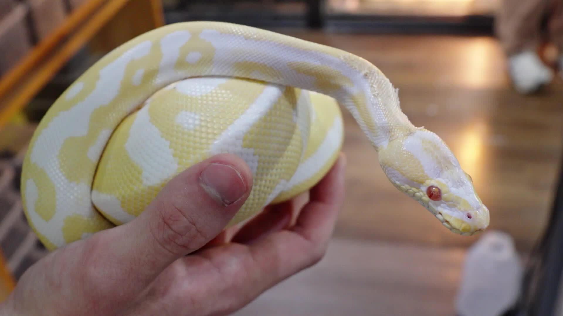 Ssserpent ssswap! - Hong Kong teens exchange cats and dogs for low ...