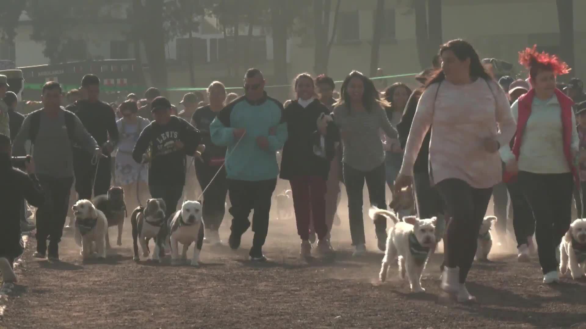 Paws for fun - Over 800 dogs join forces for Mexican military dog race ...