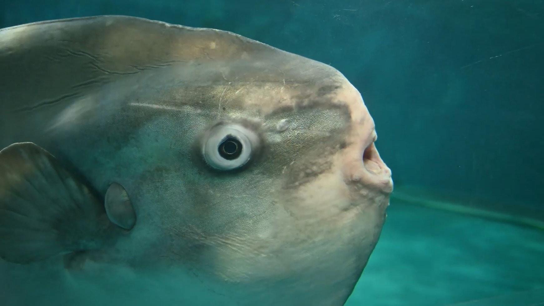 Down in the gills? Aquarium in Japan cheers up lonely sunfish with ...