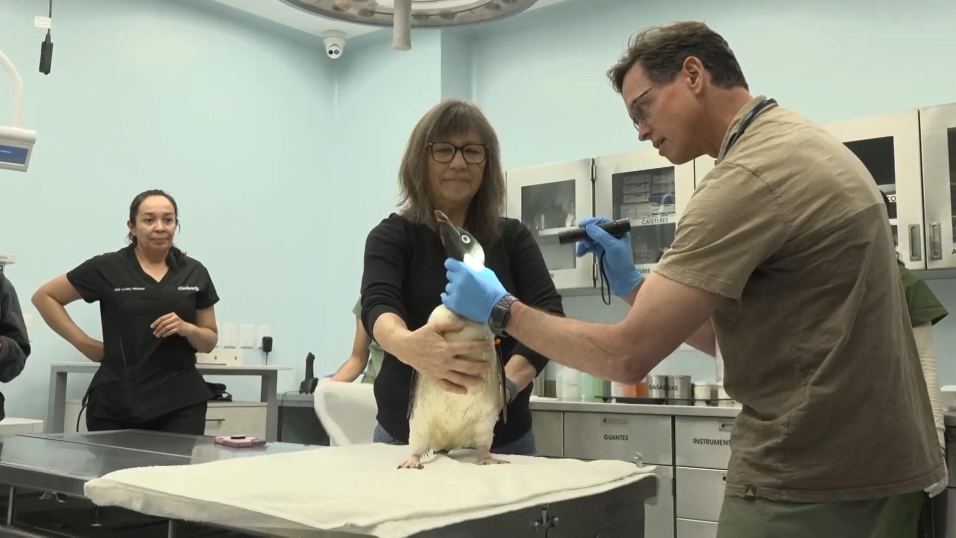 Diving into penguin care! Mexico's Guadalajara Zoo offers unique course ...