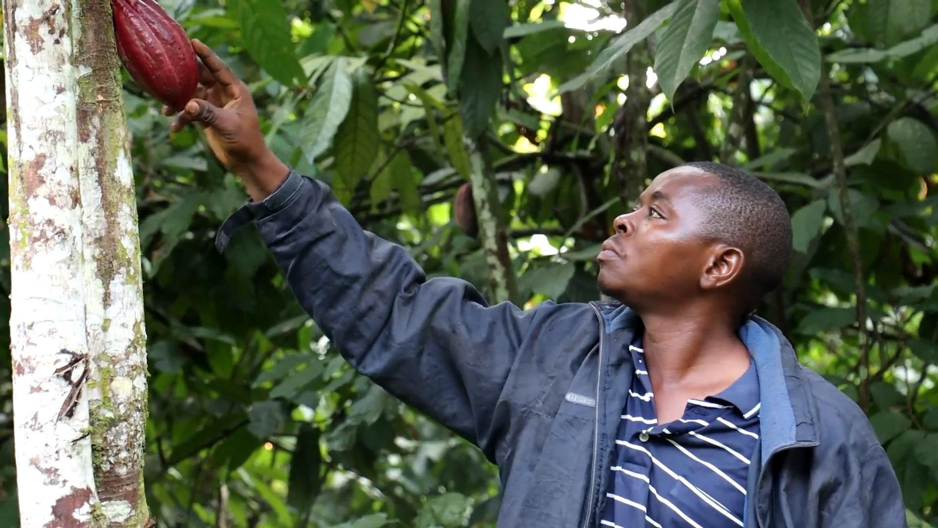 'It's a massacre' - Beni cocoa farmers raise concerns over impact of EU's deforestation ...
