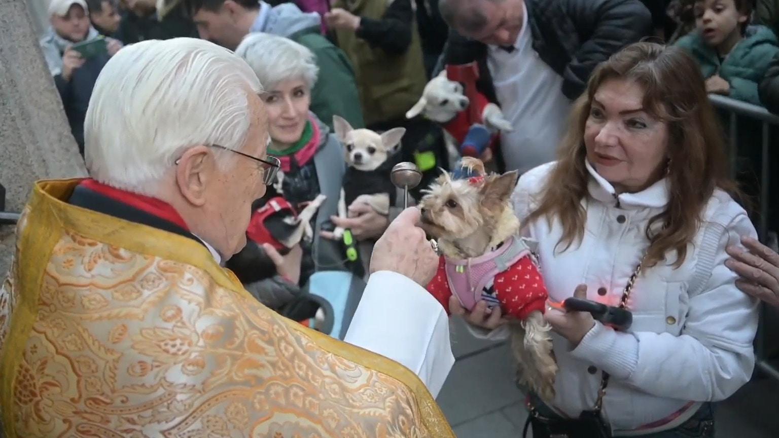 Paws for reflection! Madrid's pets receive blessings on patron Saint ...