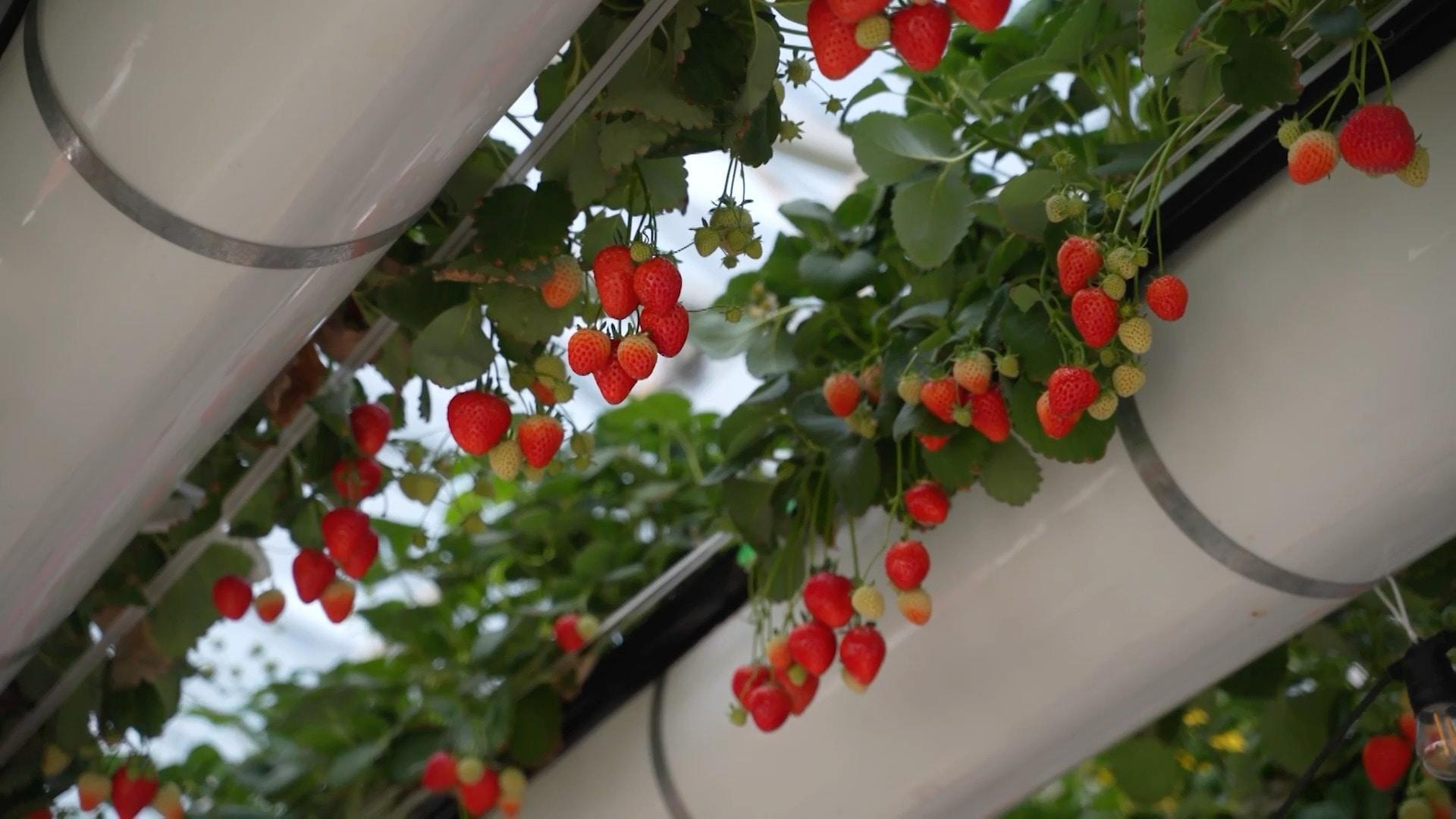 Berry good times! Hotpot dining beneath 'strawberry waterfall' at China ...