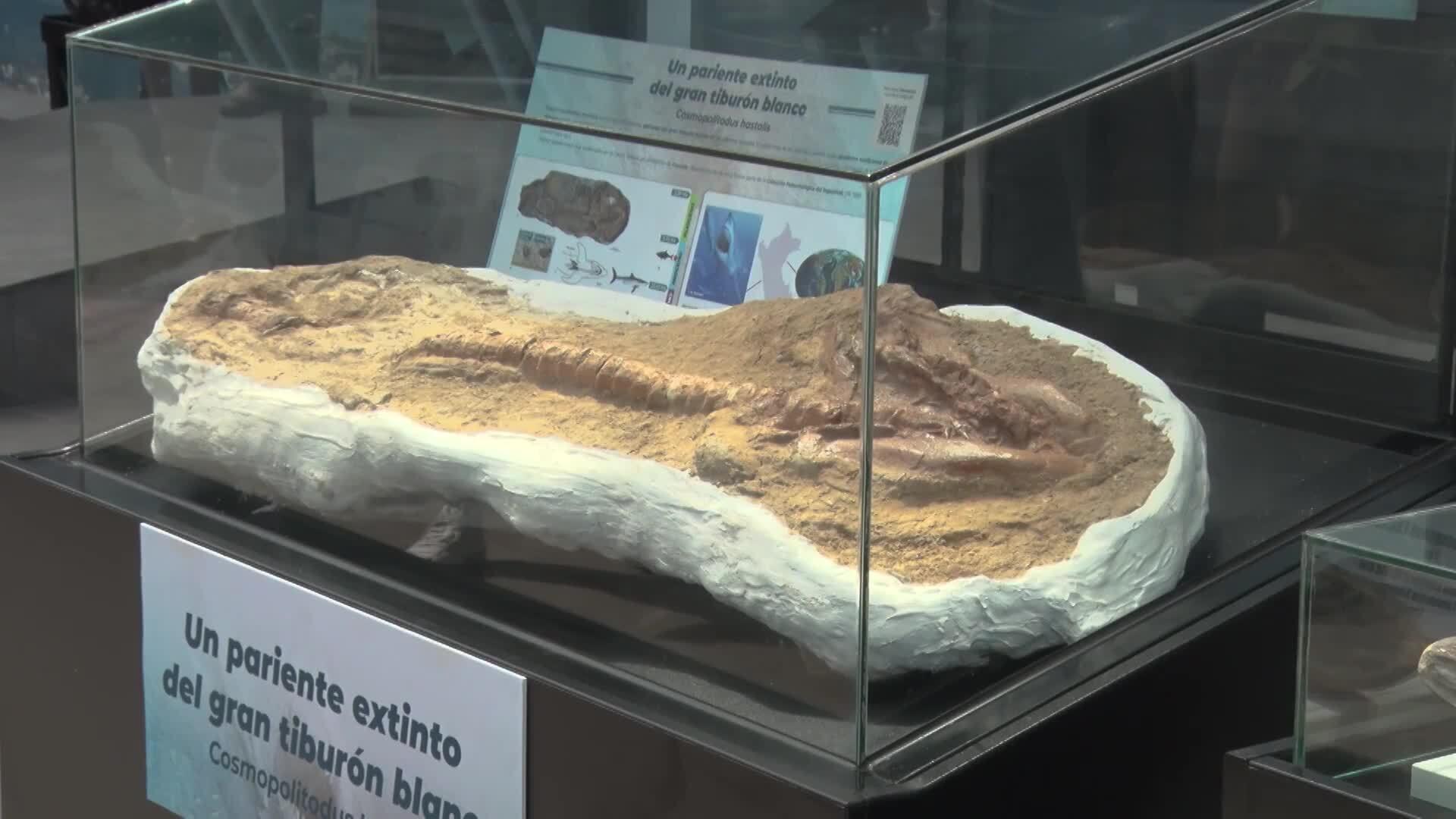 'Grandfather of the white shark' - Peruvian palaeontologists unveil ...