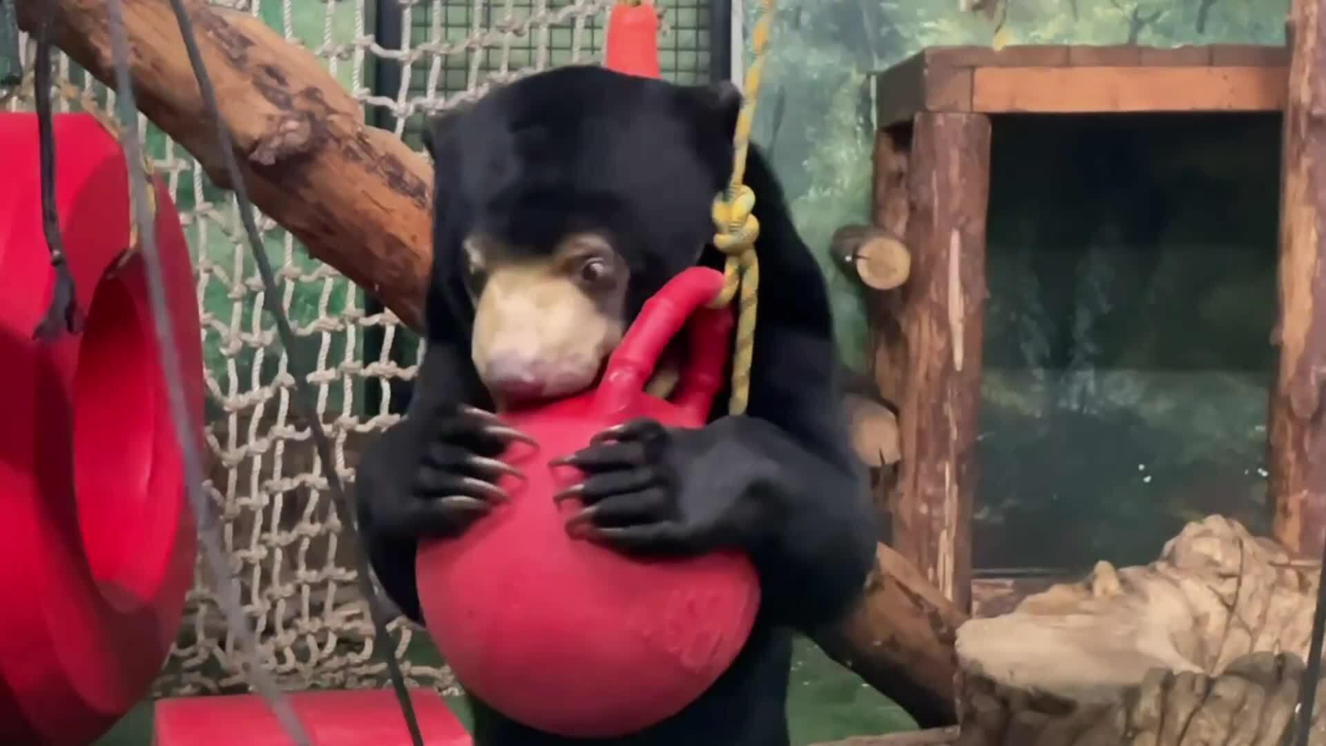 What big teeth you have! Sun bear cub gives her jaws a workout at ...