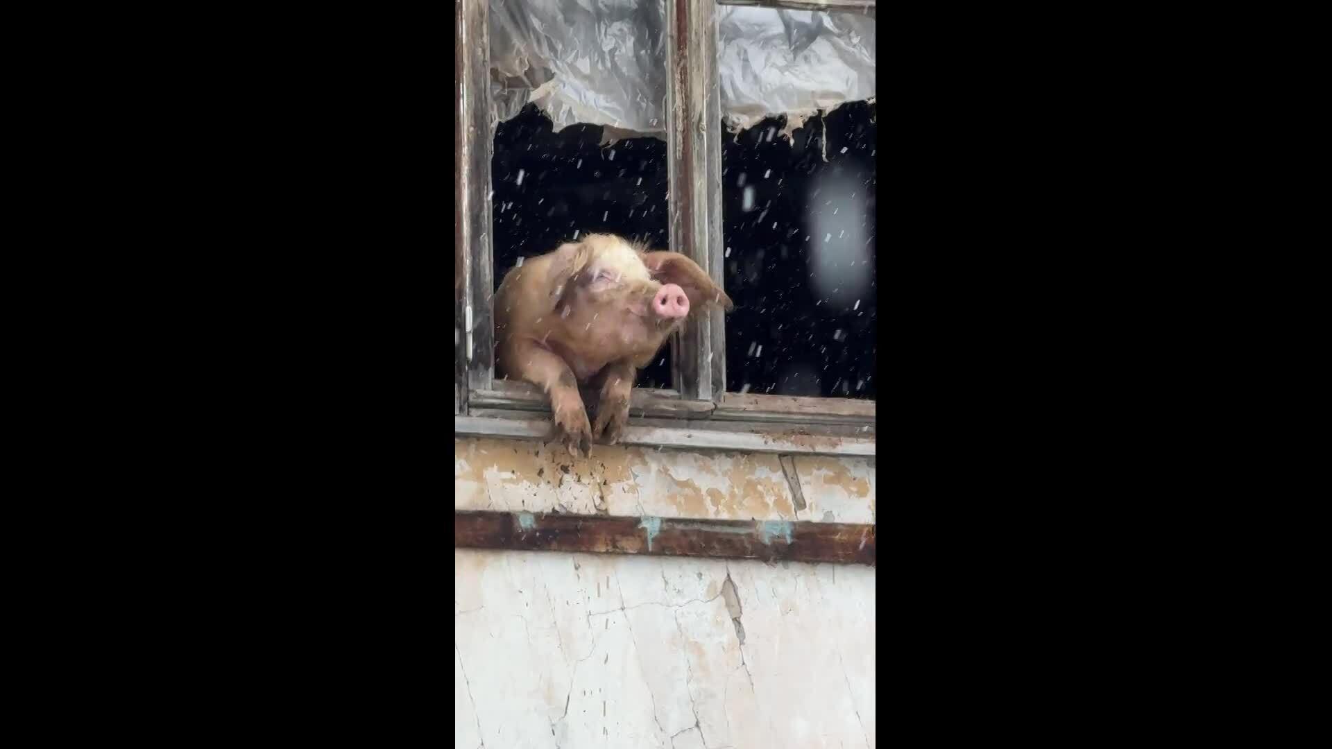 Happy as a pig in… snow! - Top oinker Grutu goes viral and wins her ...