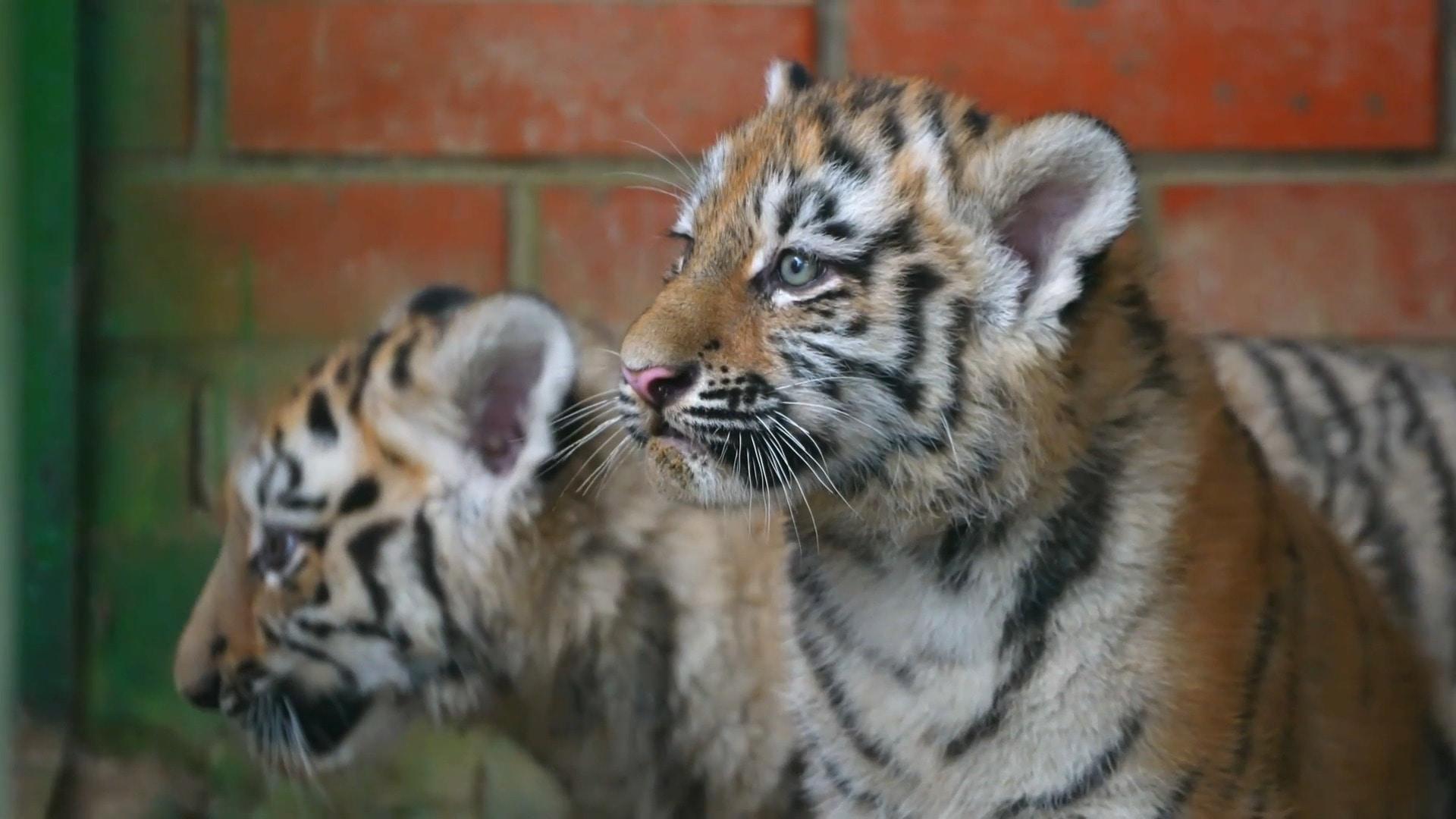 Earning their stripes - Amur tiger cubs on the prowl as Moscow Zoo fans ...